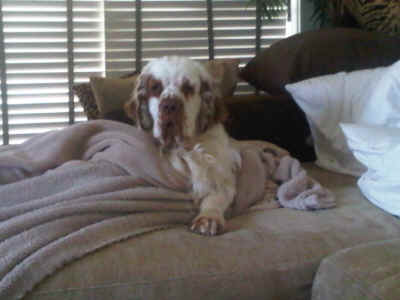 Clumber Spaniel Babies